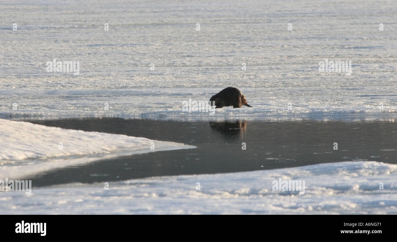 Beaver on ice at Buffalo Pound Lake in scenic Saskatchewan Canada Stock ...