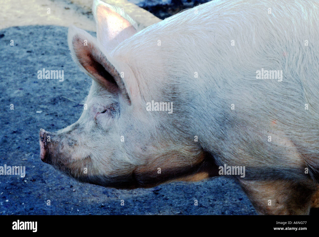 Pig Stock Photo - Alamy
