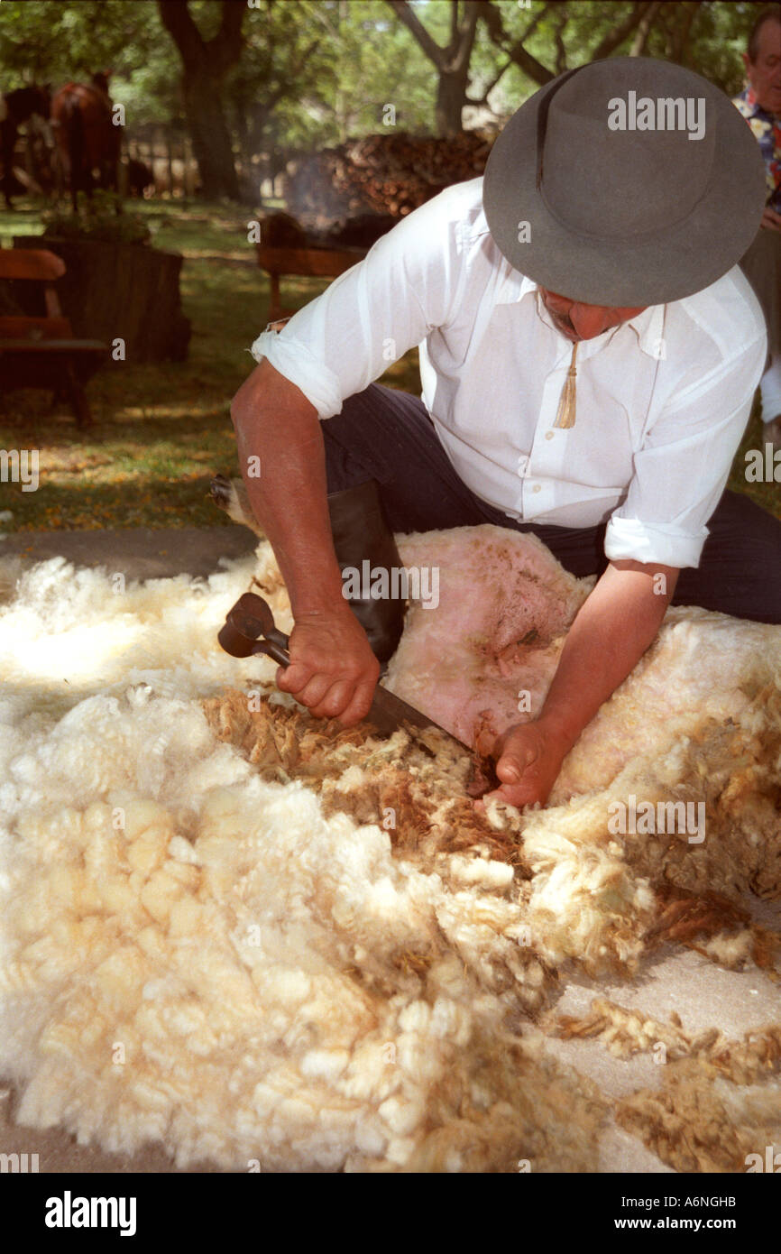Gaucho shearing sheep with traditional hand clippers Stock Photo - Alamy
