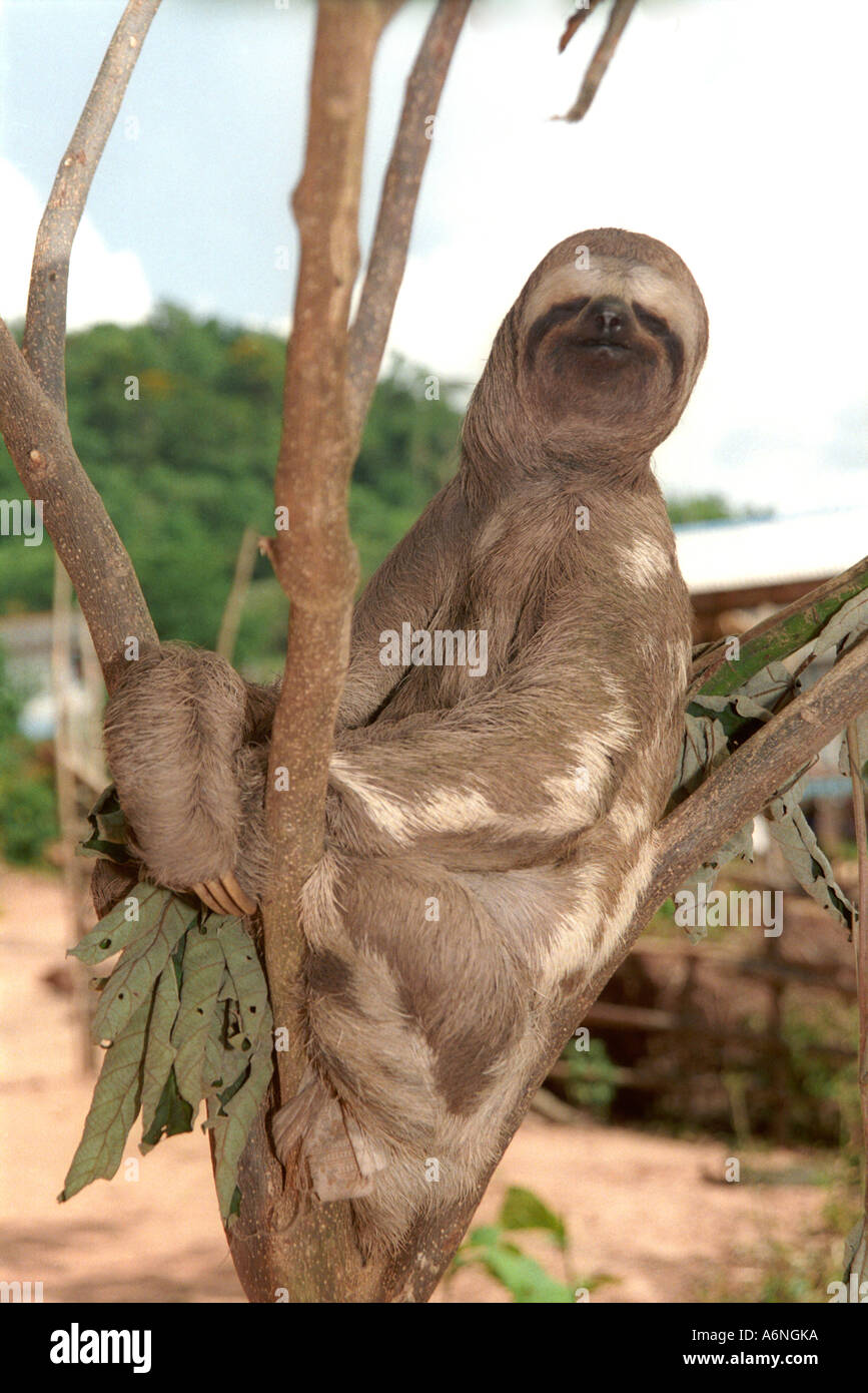 Smiling 3 toed sloth sitting in a tree , Brazil Stock Photo - Alamy