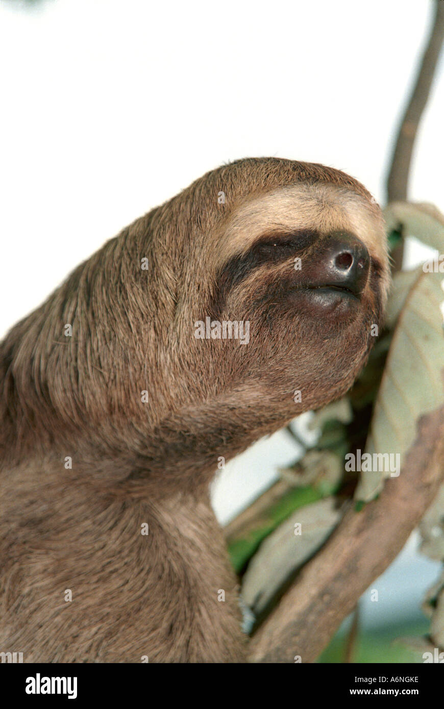 Sloth Smile