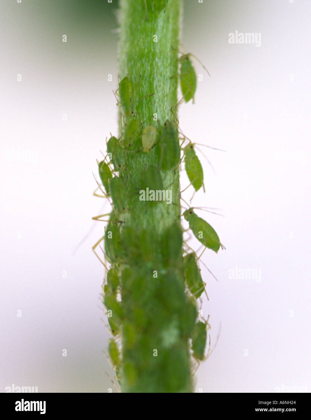 Greenfly infestation hi-res stock photography and images - Alamy