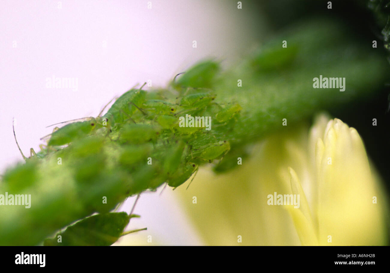 Stem infestation hi-res stock photography and images - Alamy