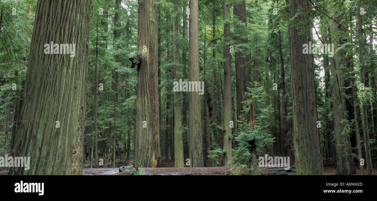 Grove of California Redwood trees Redwood National Park Crescent City ...