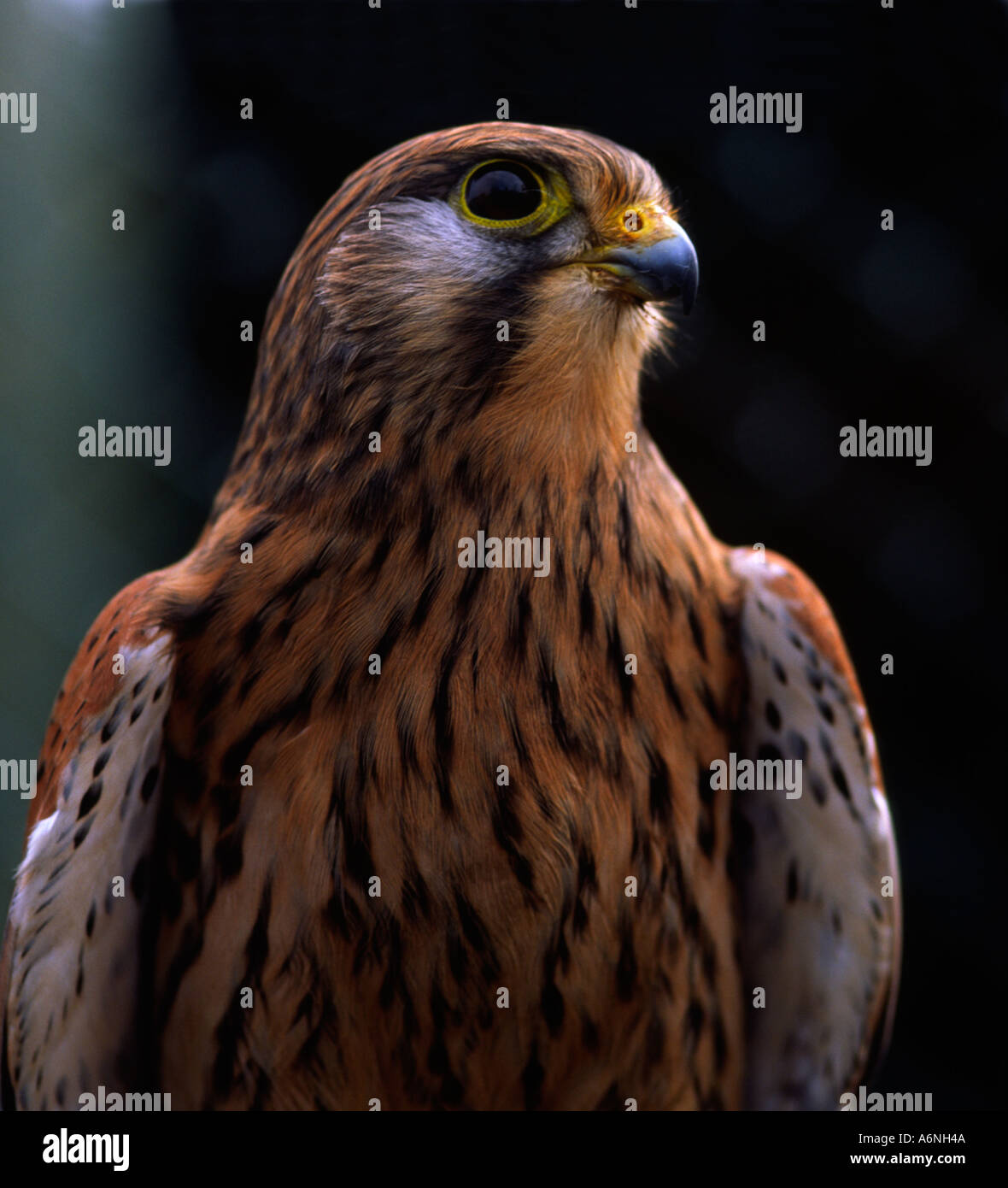 kestral in rescue centre Stock Photo - Alamy
