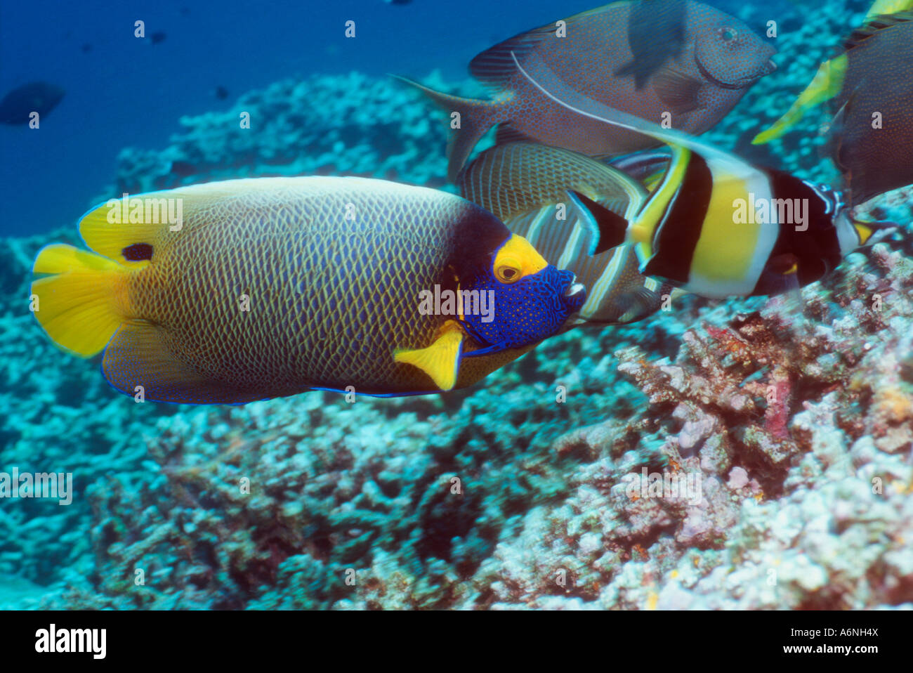 Blue face angelfish with Moorish idol in background Stock Photo - Alamy