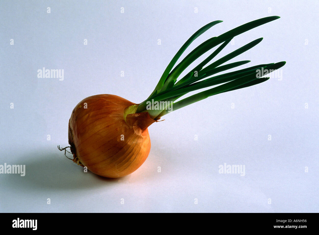 Growing sprouting hi-res stock photography and images - Alamy