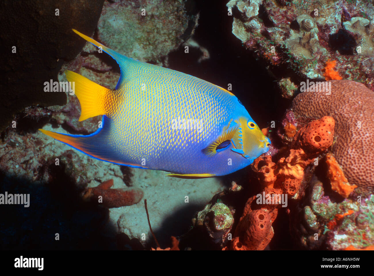 Queen angelfish Holacanthus ciliaris feeding on sponge Stock Photo - Alamy