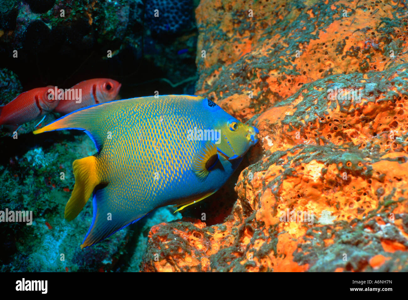 Queen angelfish Holacanthus ciliaris Stock Photo - Alamy