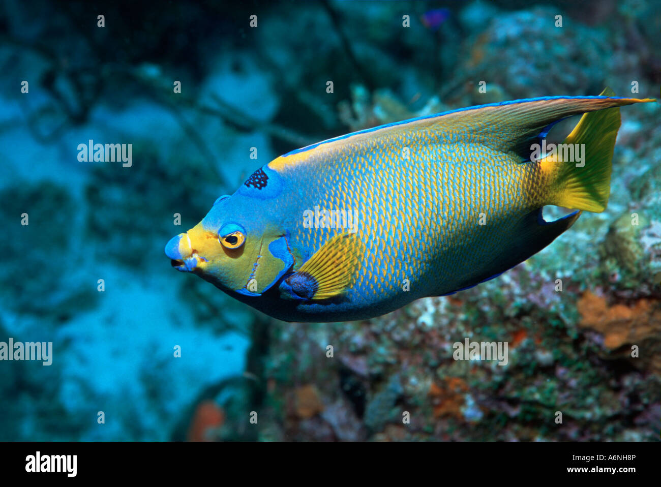 Queen angelfish Holacanthus ciliaris Stock Photo - Alamy