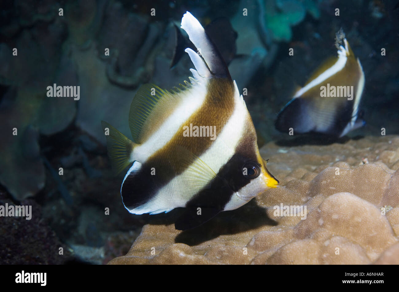 Pennant Coral Fish Stock Photos & Pennant Coral Fish Stock Images - Alamy