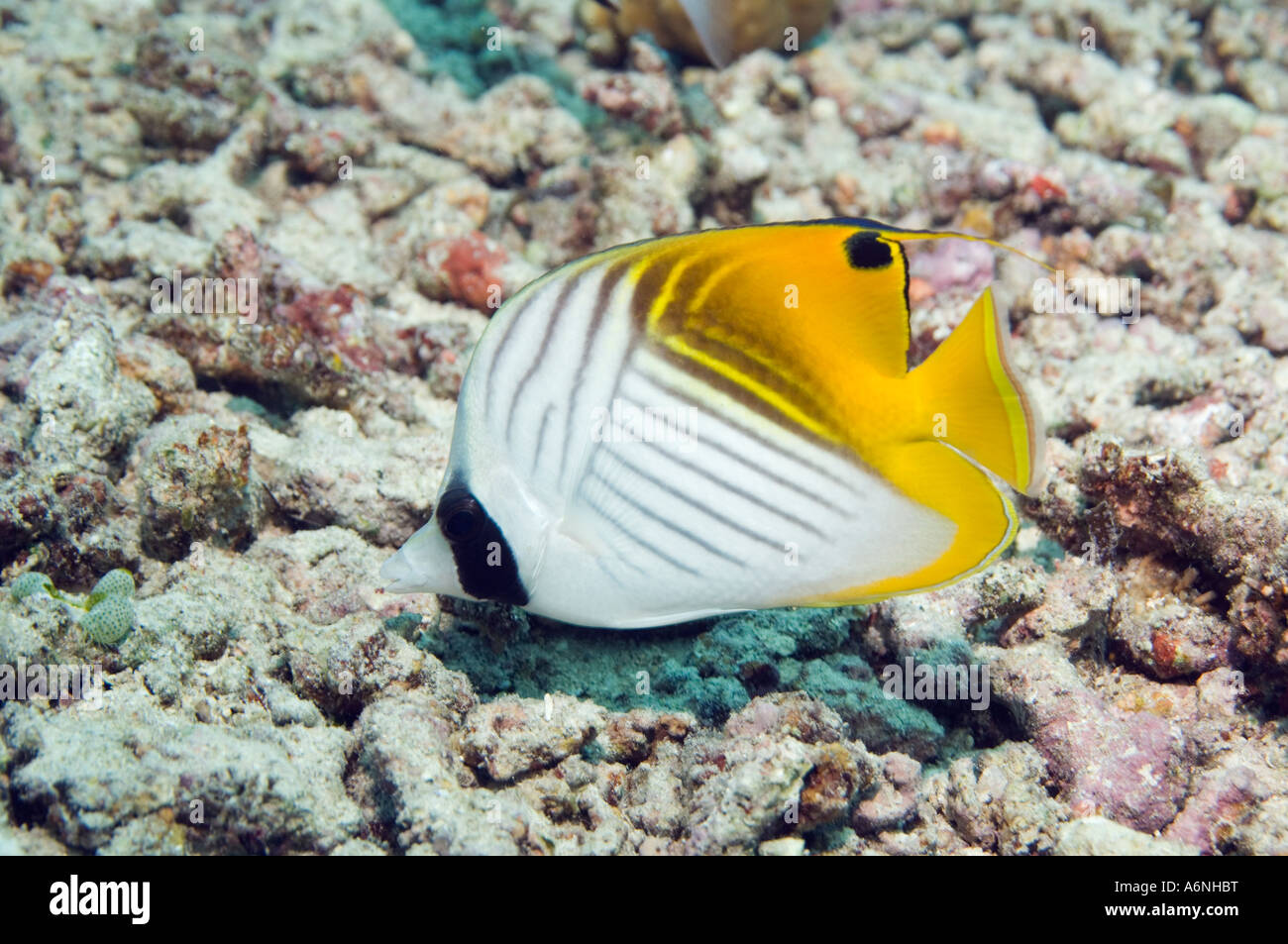 Indian threadfin hi-res stock photography and images - Alamy