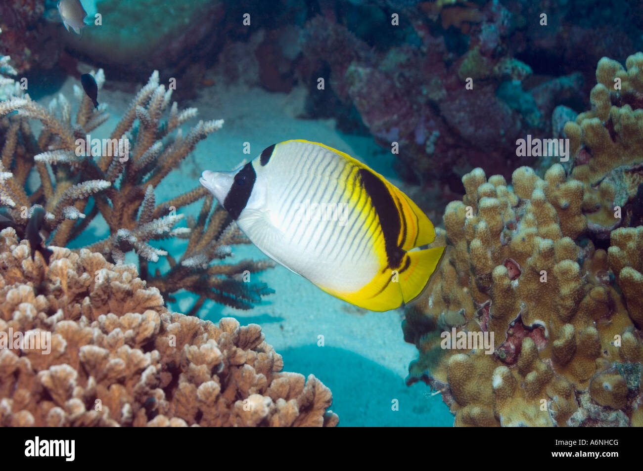 Pig face or Spot nape butterflyfish Stock Photo - Alamy