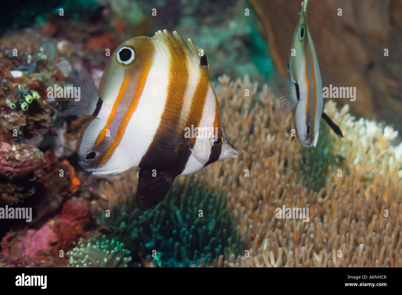 Two eyed coralfish Coradon melanopus Stock Photo - Alamy