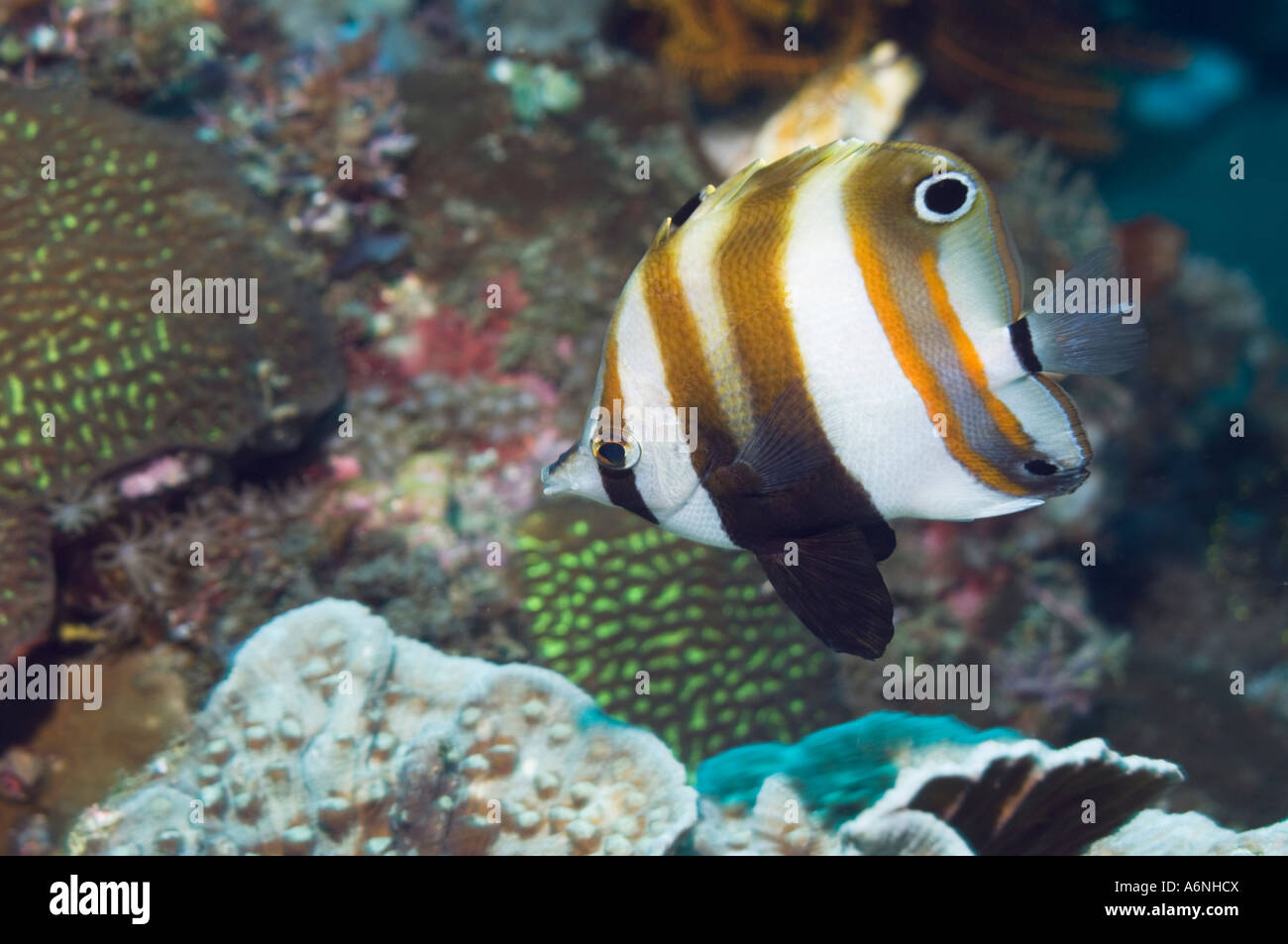 Two eyed coralfish Coradon melanopus Stock Photo - Alamy