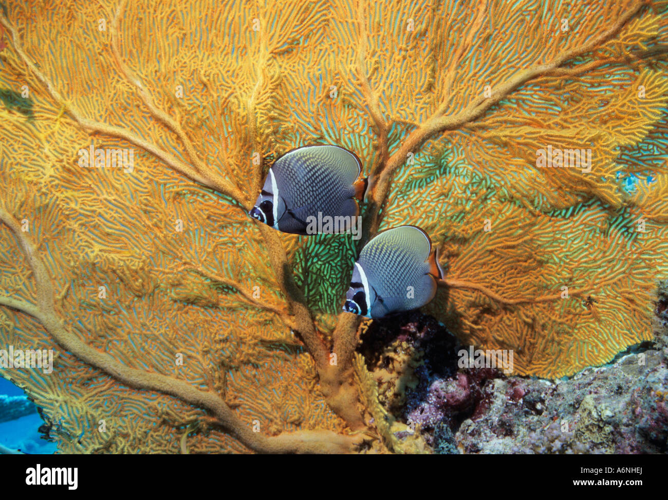 Collared butterflyfishes hi-res stock photography and images - Alamy