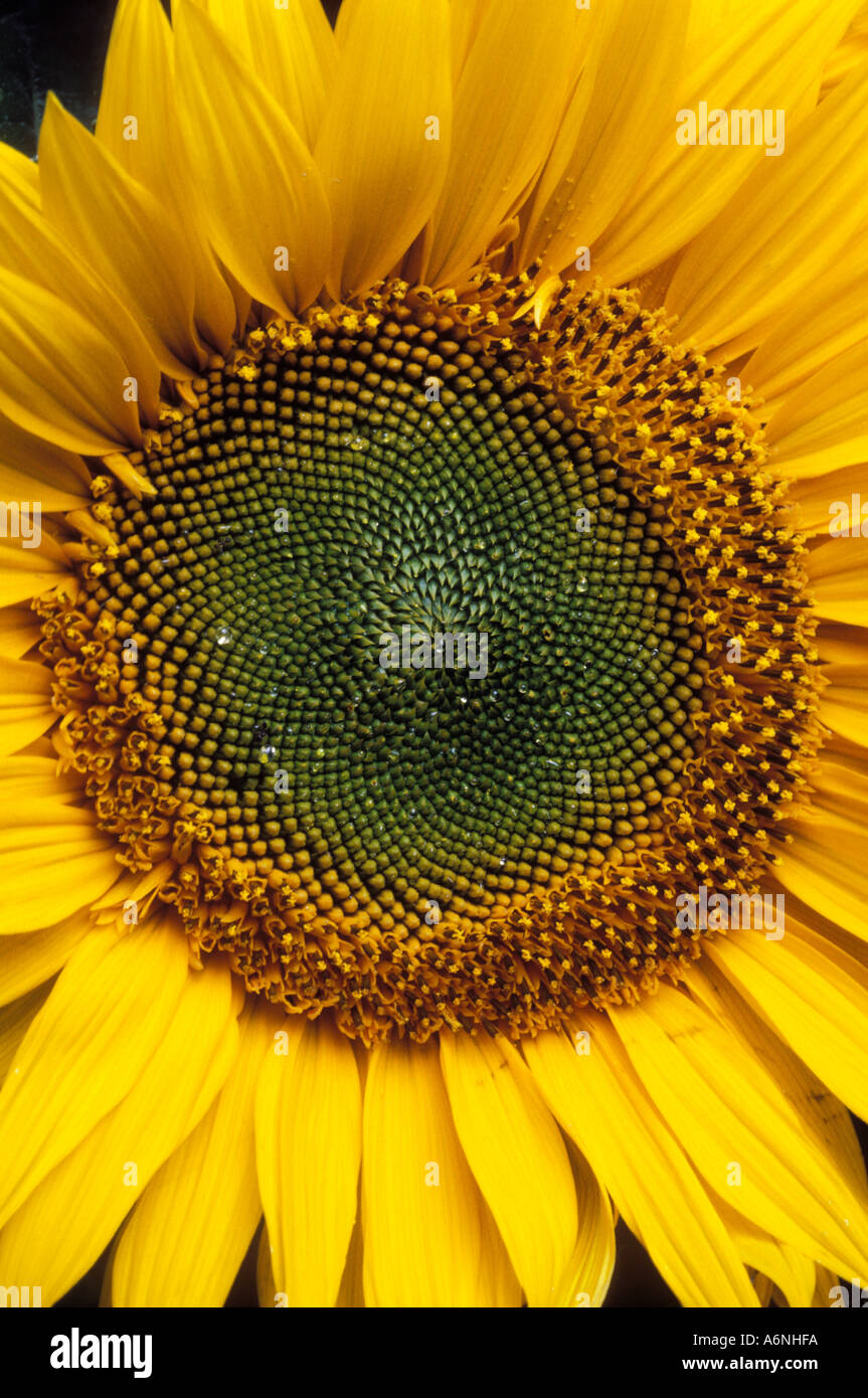 Sunflower close up Stock Photo - Alamy