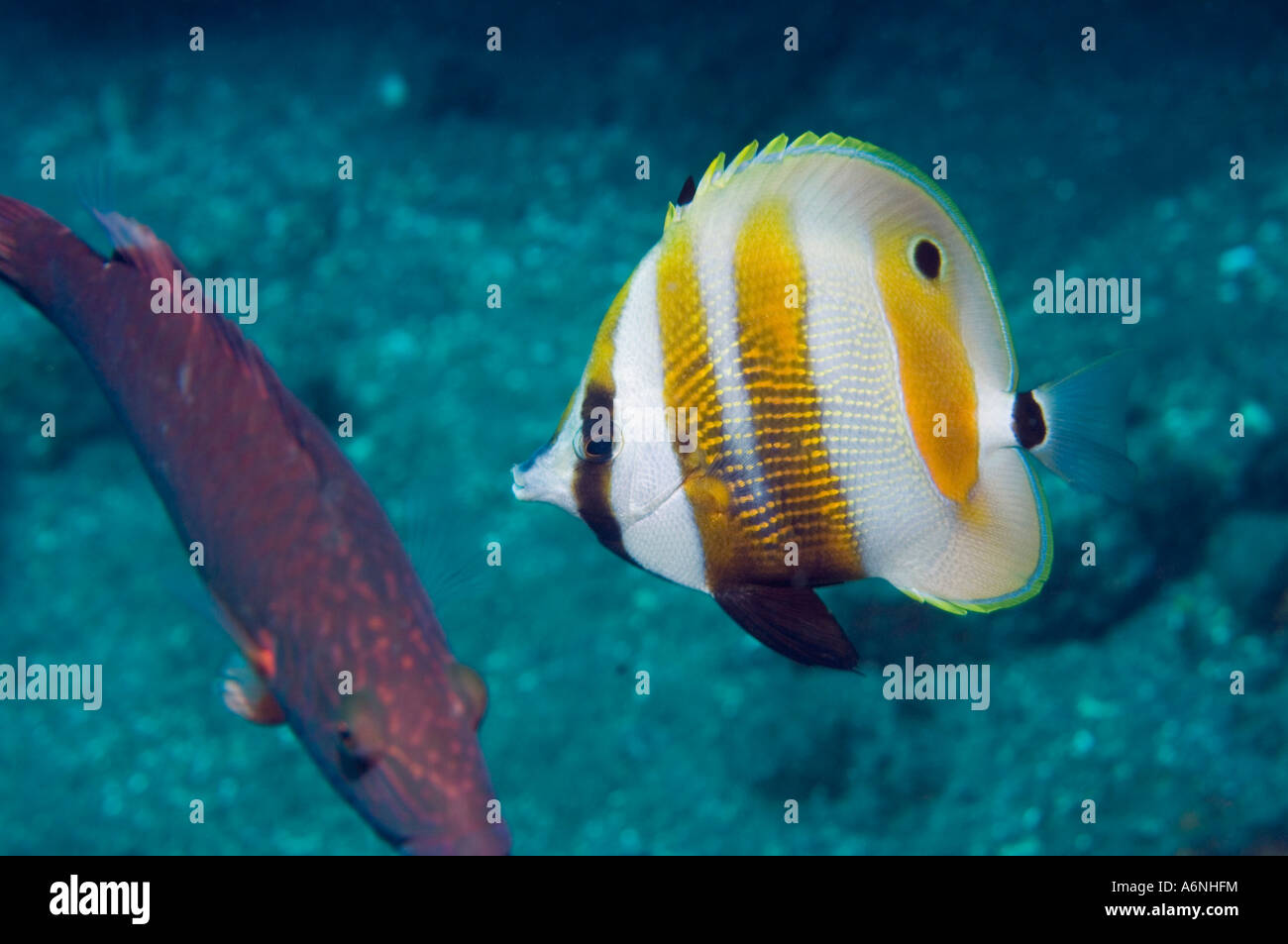 Orange banded coralfish Coradon chrysozomus Stock Photo - Alamy