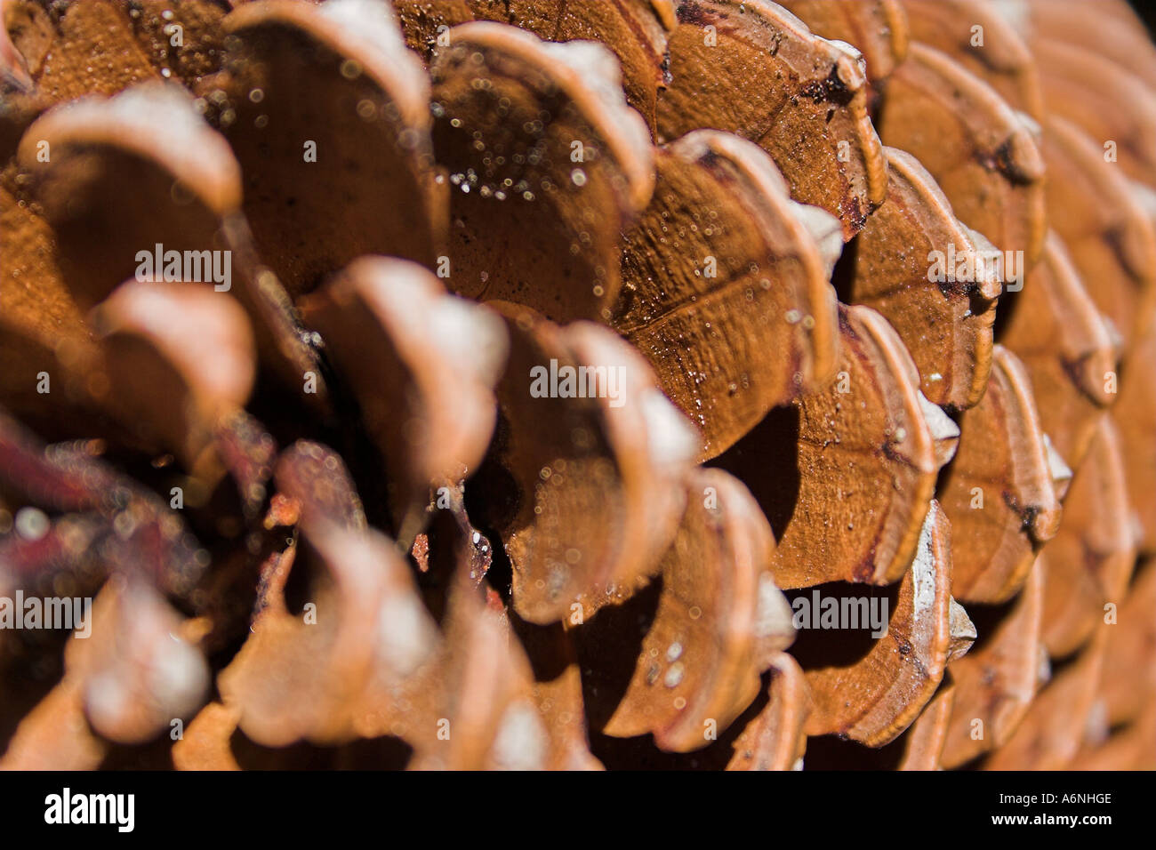 Pine cone open hi-res stock photography and images - Alamy