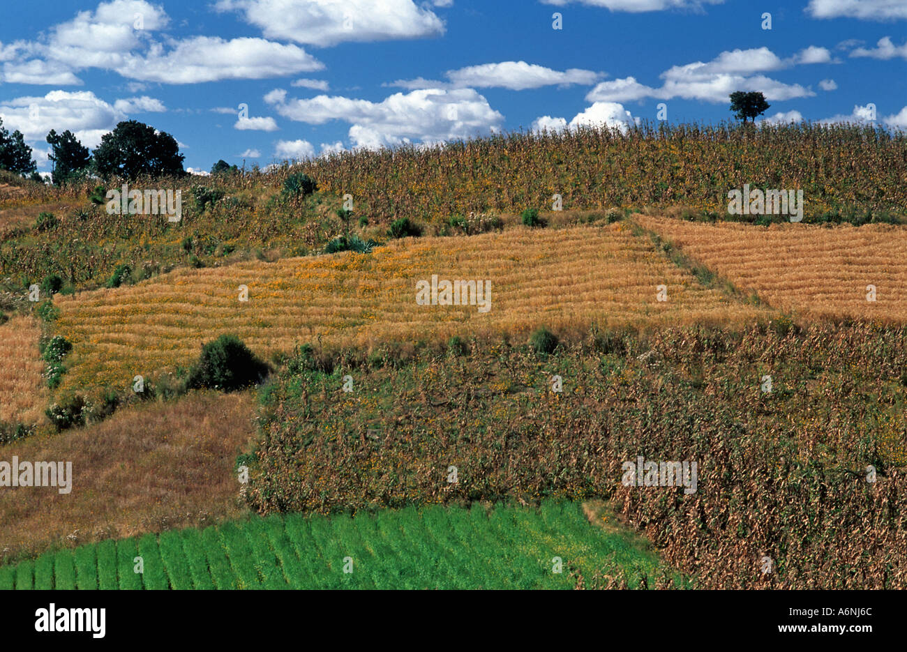 Agricultural fields in a Maya community a maize planted hillside ...