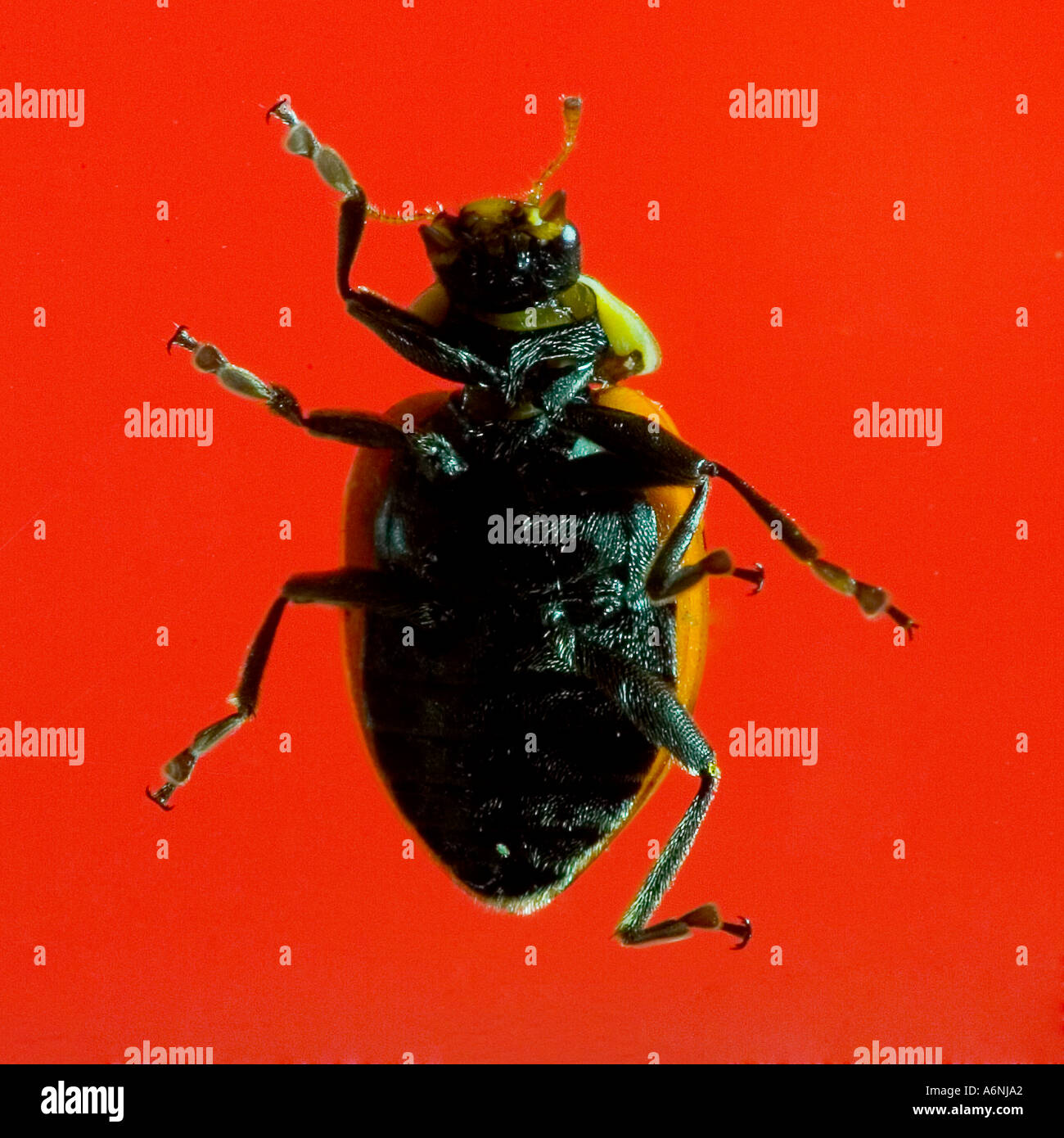 Hard body insects hi-res stock photography and images - Alamy