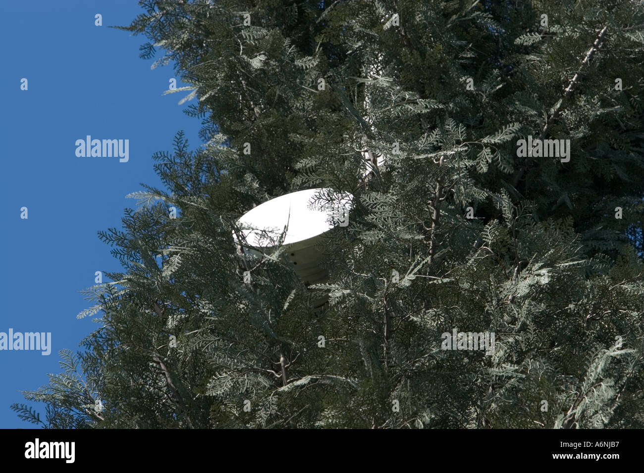 Mobile phone mast disguised as tree showing dish antenna part of a ...