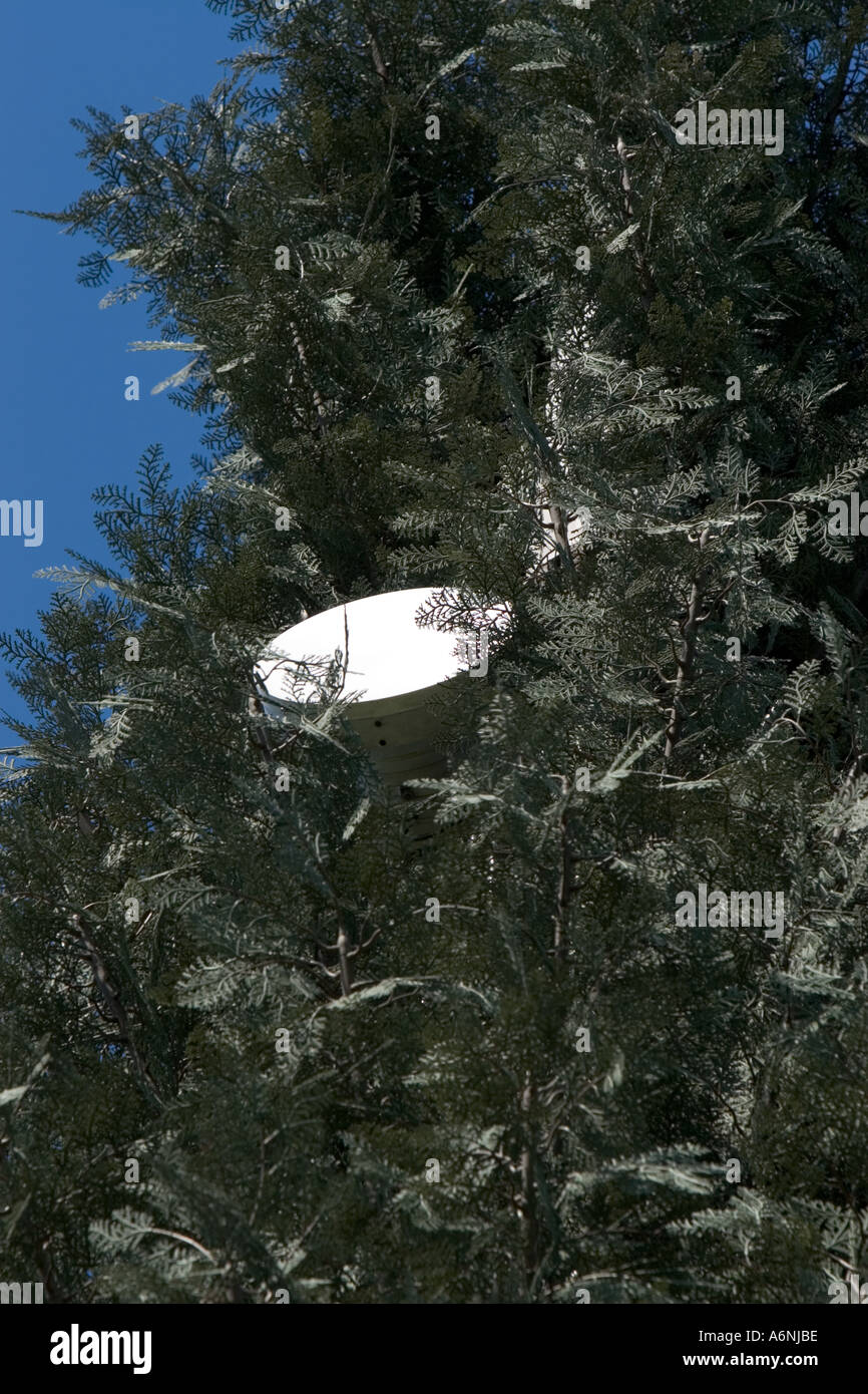 Mobile phone mast disguised as tree showing dish antenna part of a ...