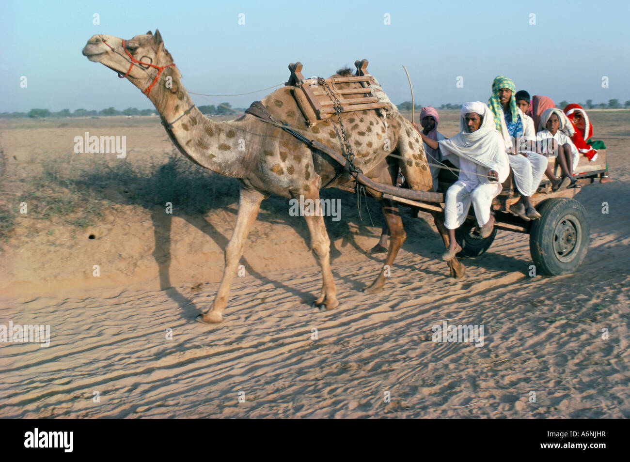 Camel cart driver hi-res stock photography and images - Alamy