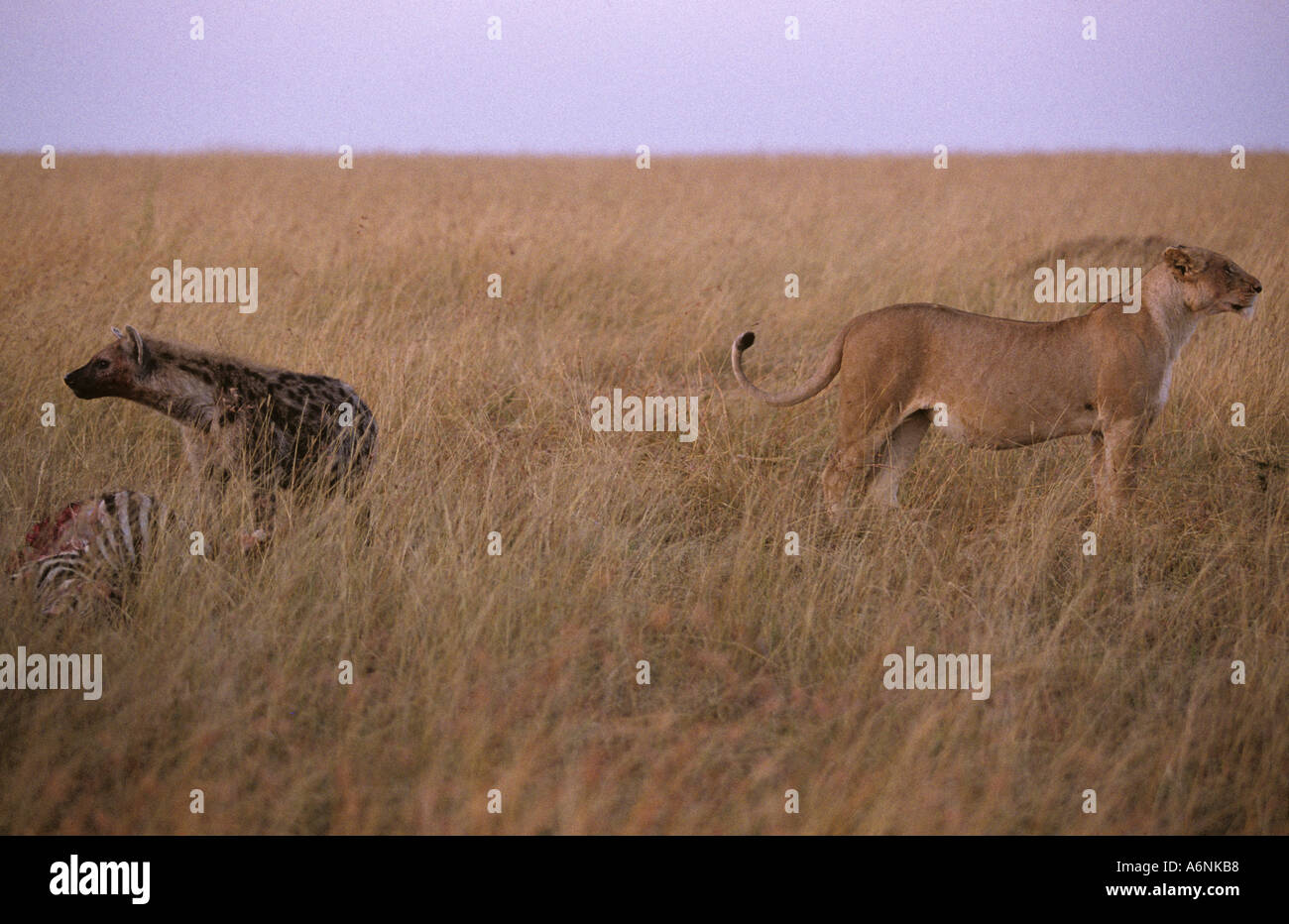 Africa Kenya Masai Mara Game Reserve Lioness Panthera leo and Spotted ...