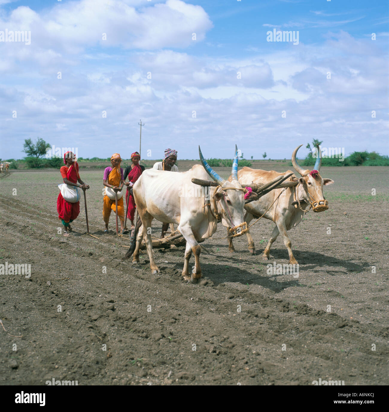 Sowing cotton Andhra Pradesh India Asia Stock Photo - Alamy