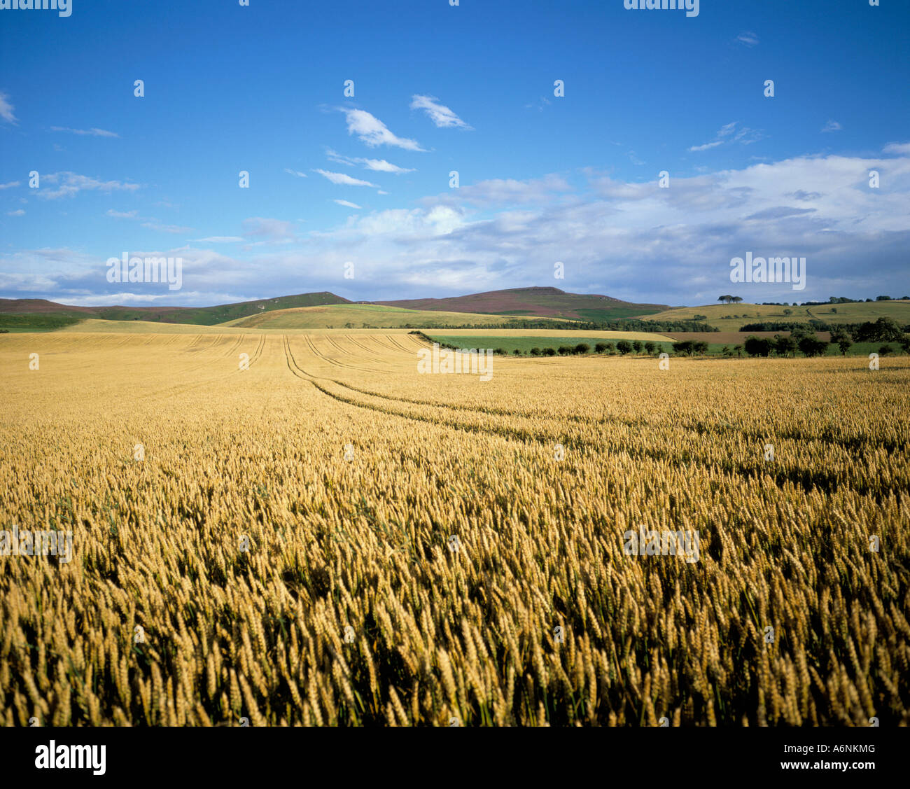 Agricultural landscape north of Rothbury Northumberland England United ...