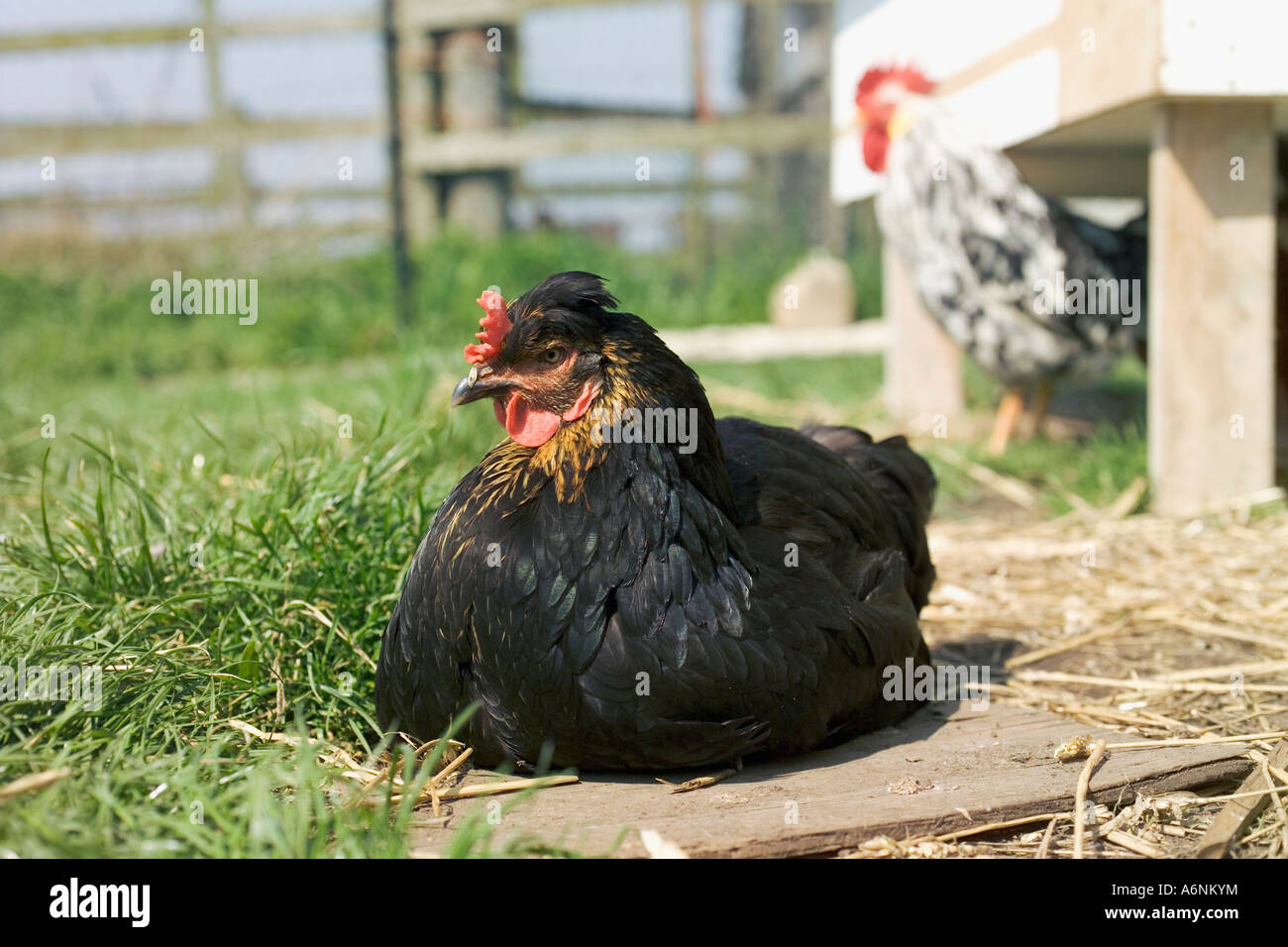 Hen chickens london hi-res stock photography and images - Alamy