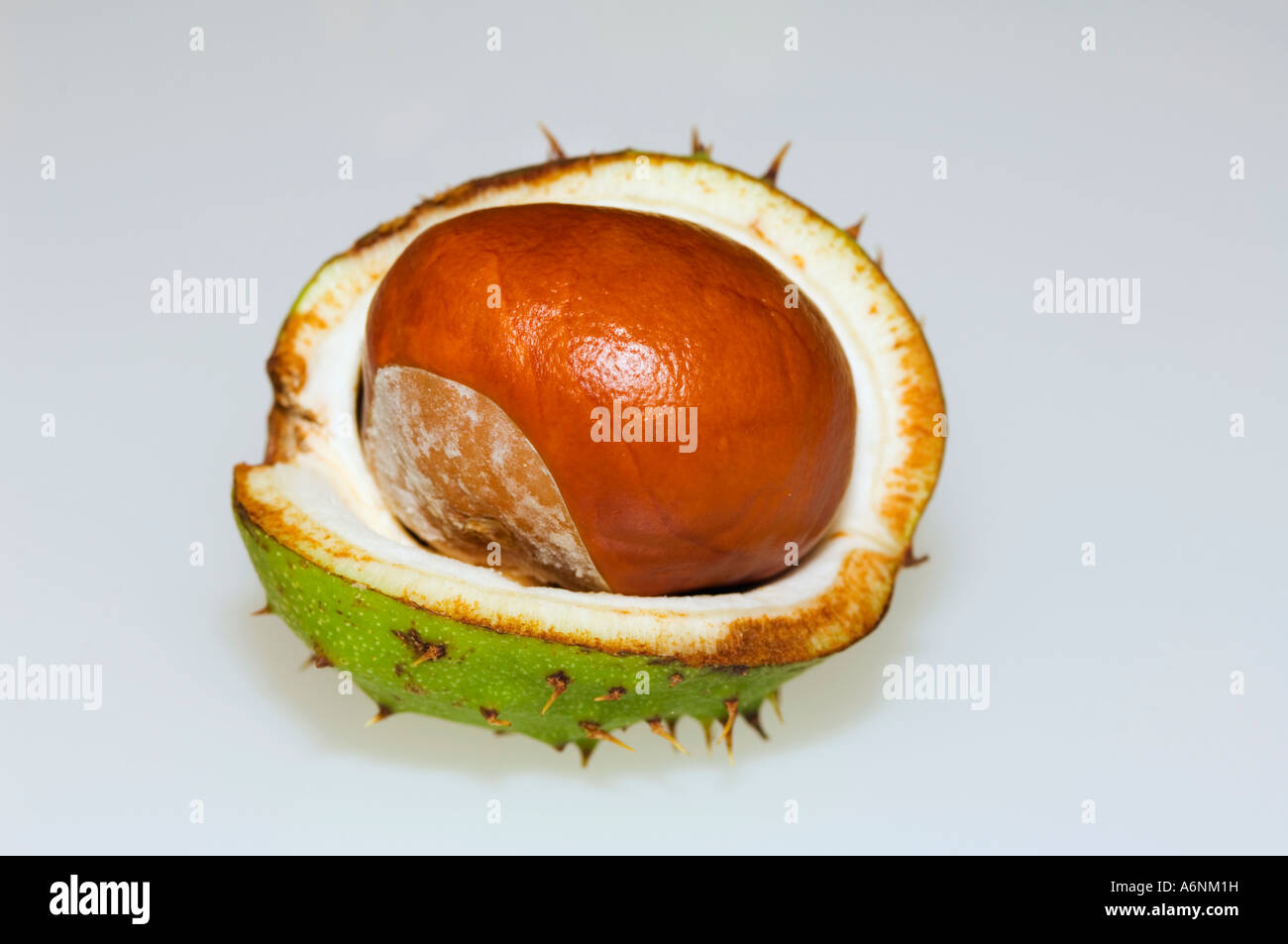 Conker fruit of Horse chestnut Stock Photo - Alamy