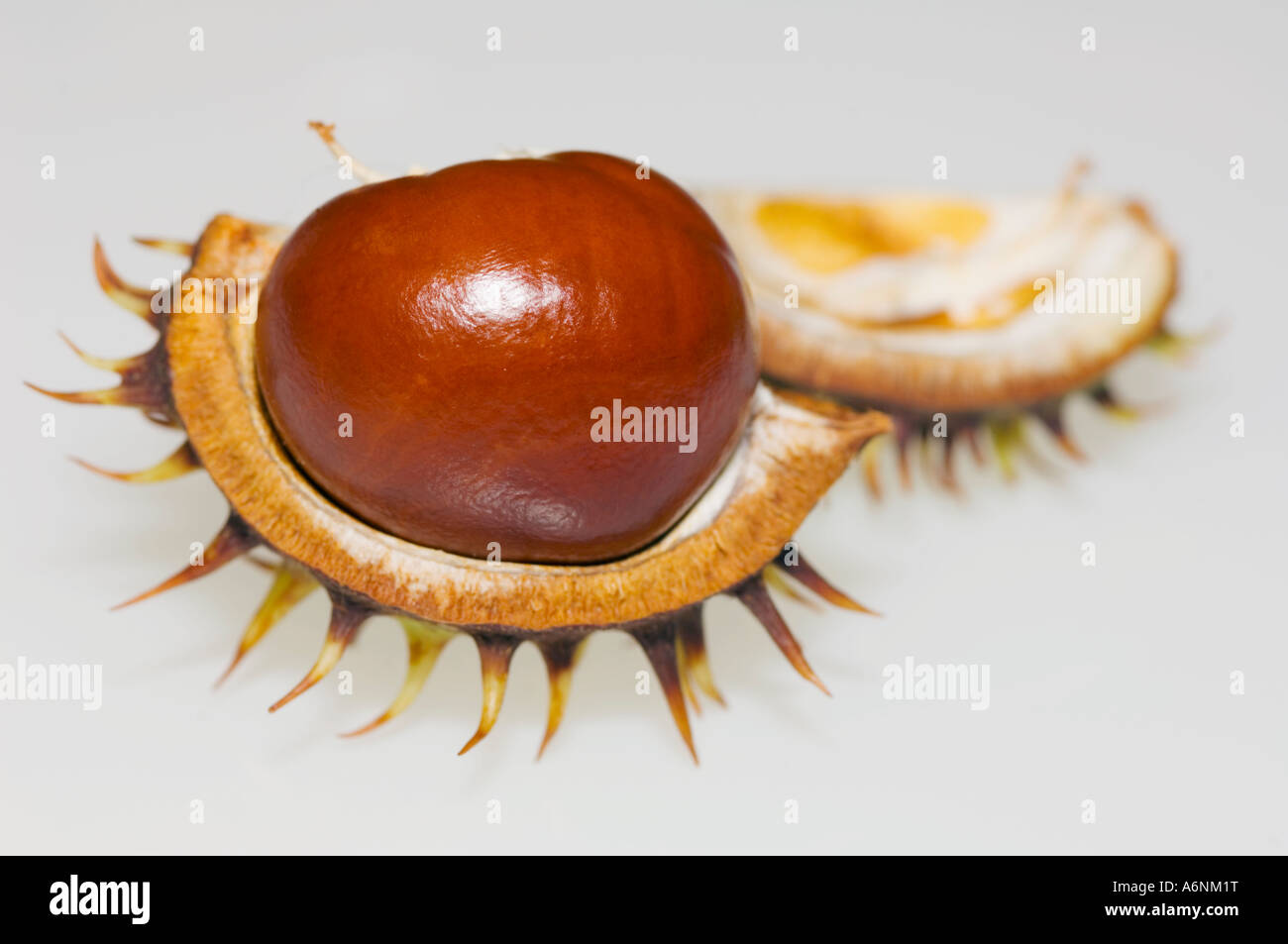 Conker fruit of Horse chestnut Stock Photo - Alamy