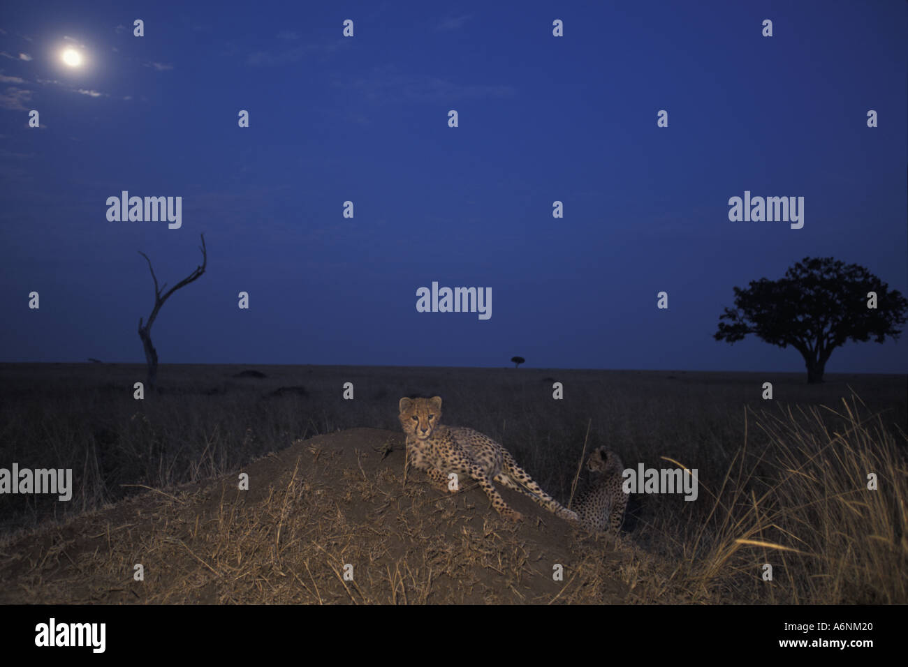 Cheetah with moon hi-res stock photography and images - Alamy