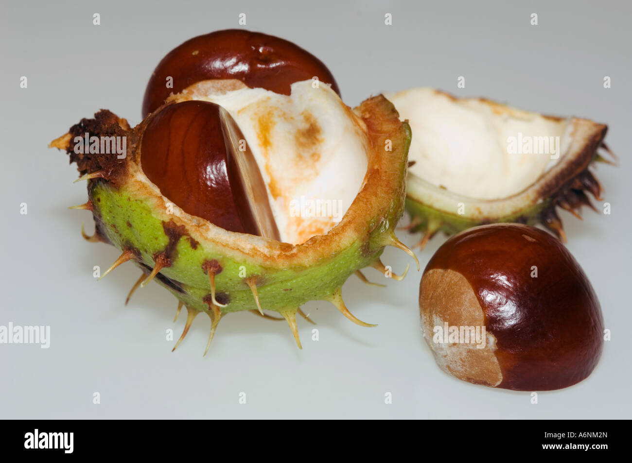Conker fruit of Horse chestnut Stock Photo - Alamy