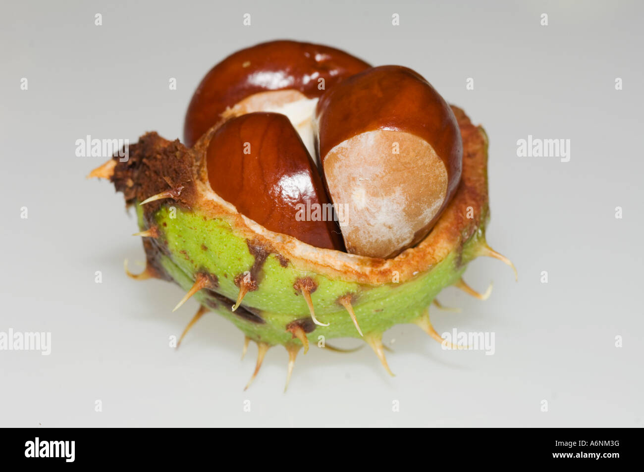 Conker fruit of Horse chestnut Stock Photo - Alamy