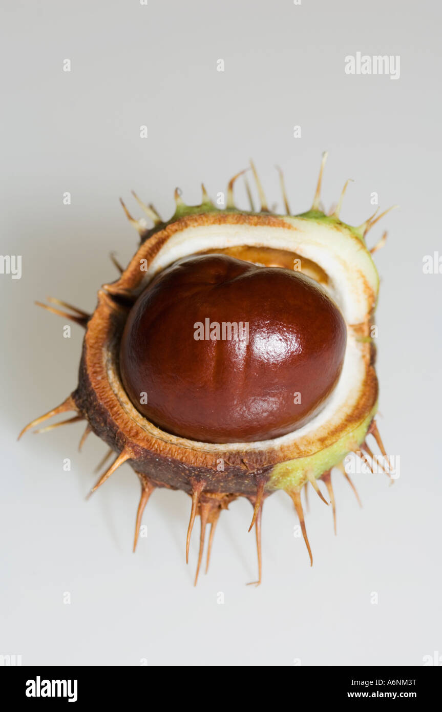 Conker fruit of Horse chestnut Stock Photo - Alamy