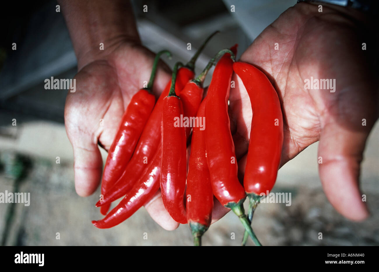 Red chilli peppers held in the hand Bali Indonesia Stock Photo - Alamy