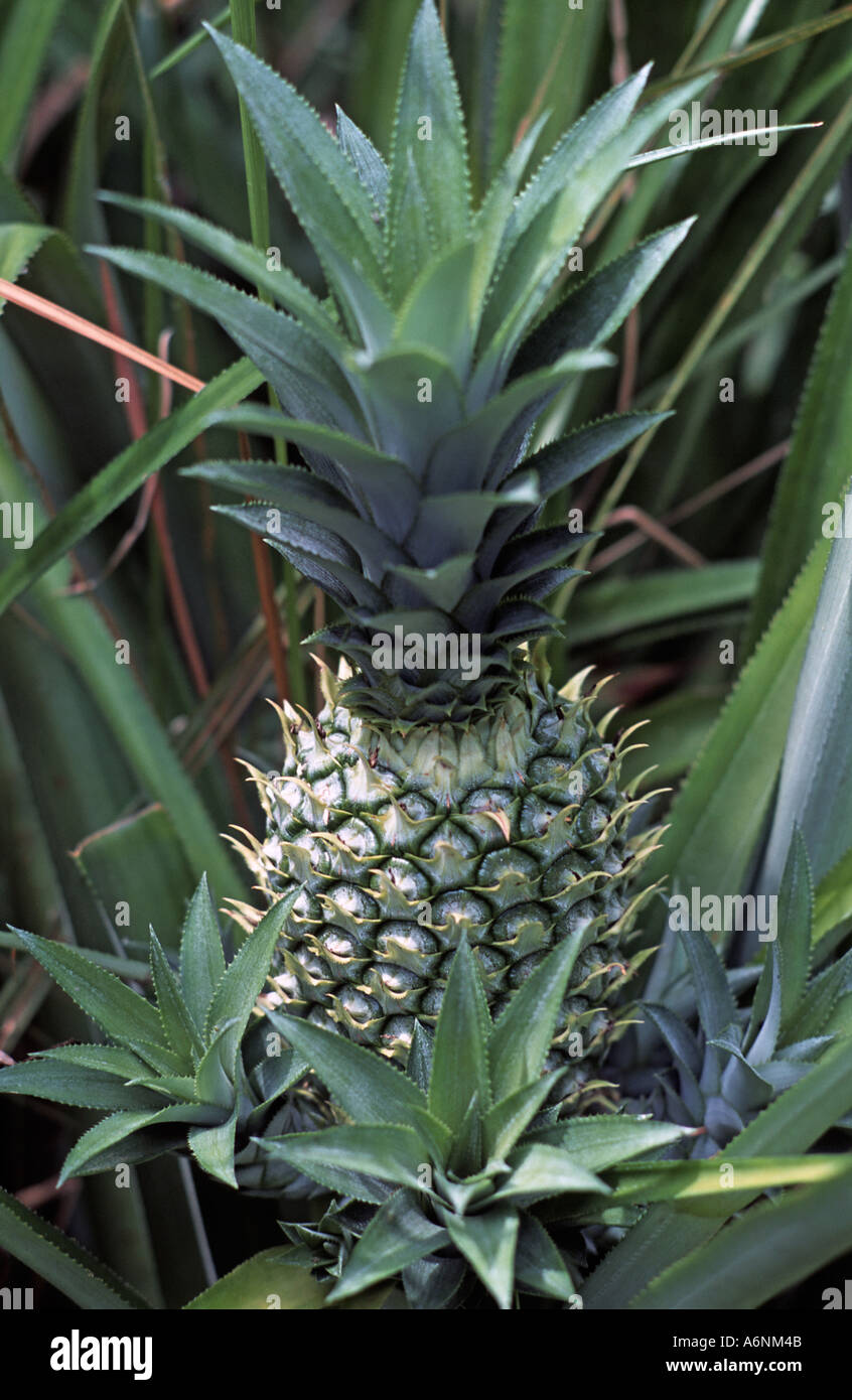 Young pineapple growing plantation visited on an excursion from Ubud ...
