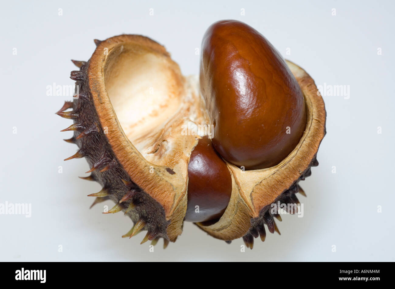 Conker fruit of Horse chestnut Stock Photo - Alamy