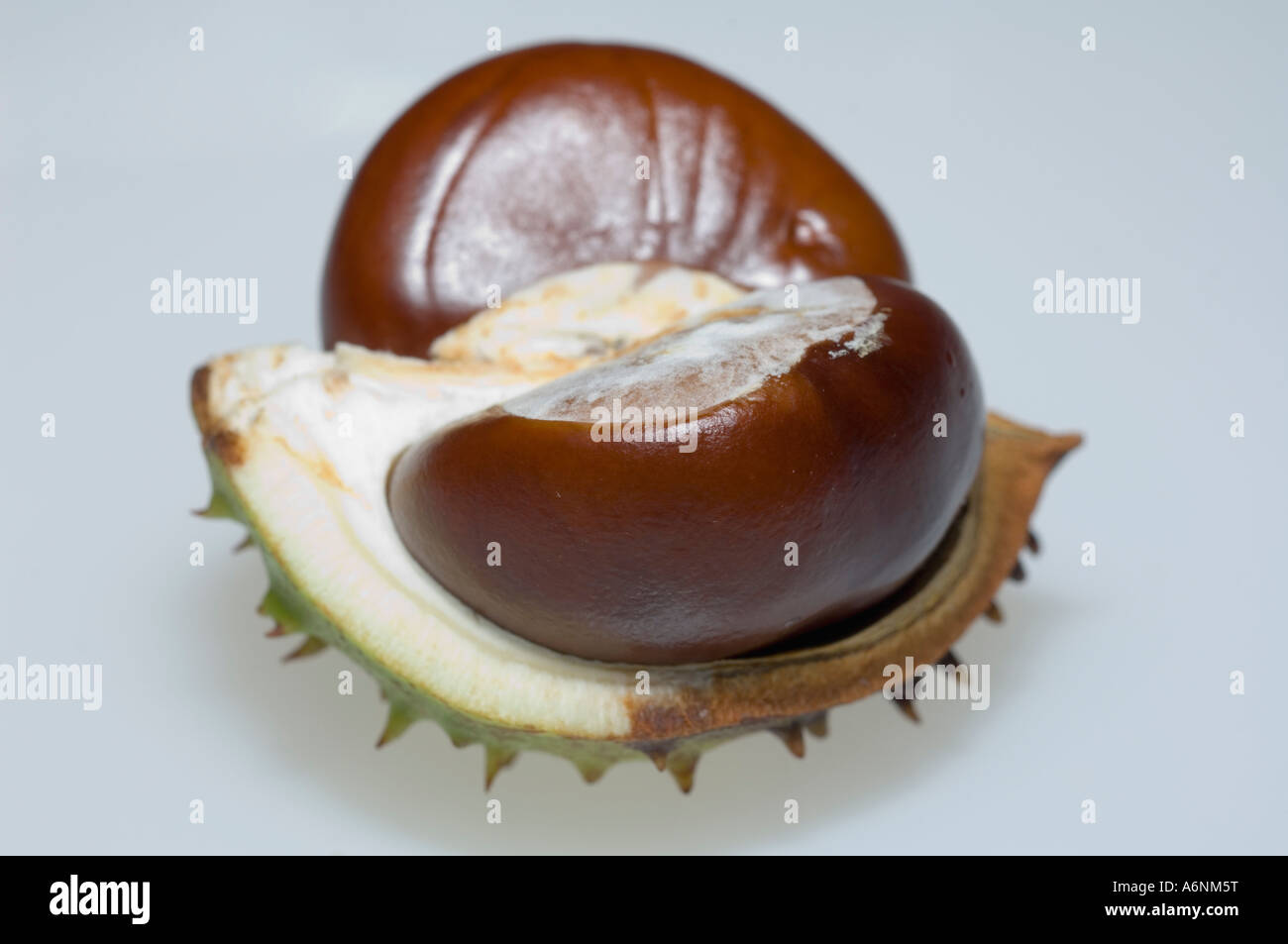Conker fruit of Horse chestnut. UK Stock Photo - Alamy