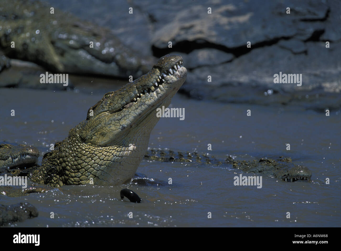 Nile crocodiles leaping hi-res stock photography and images - Alamy
