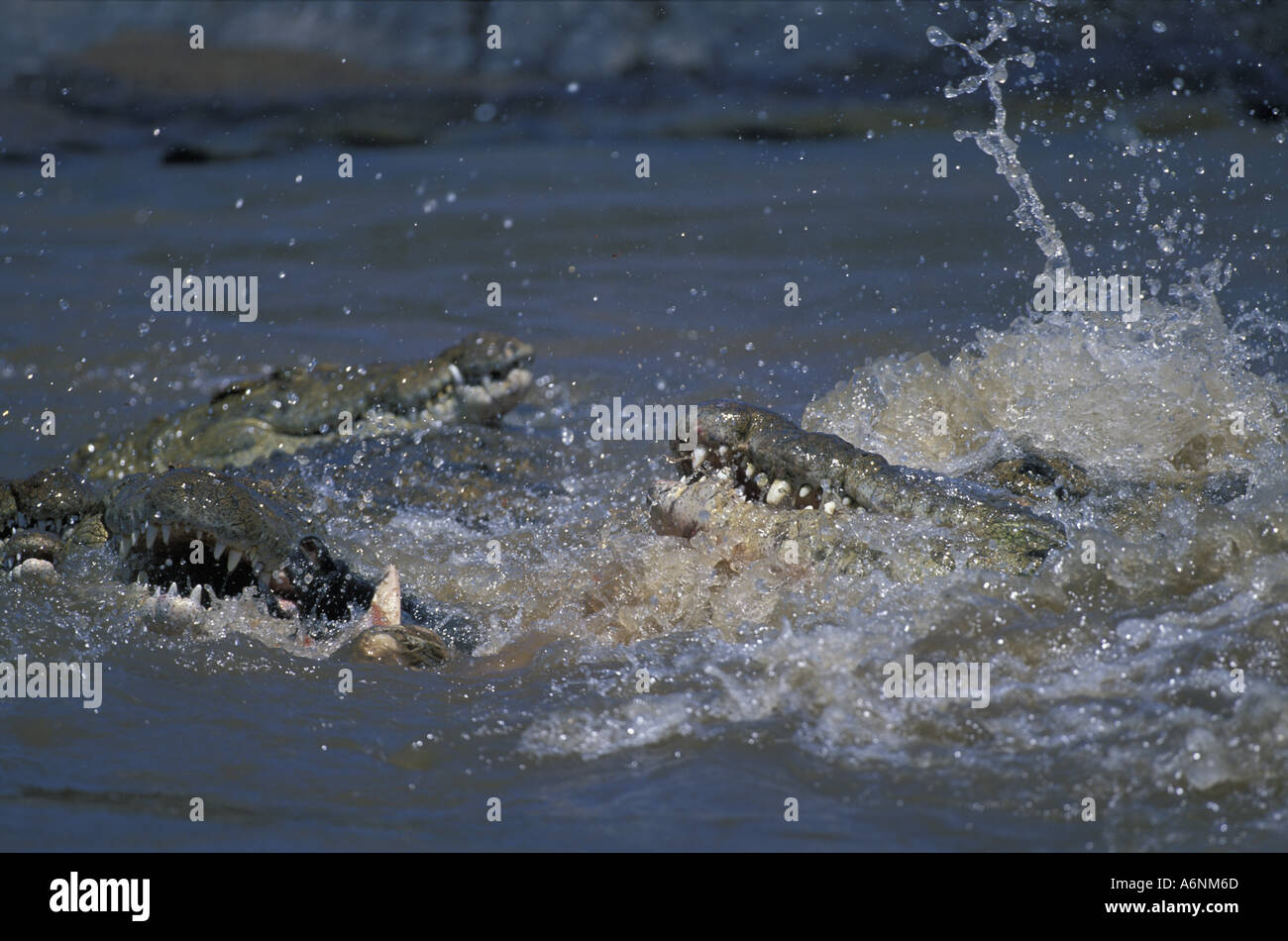 Nile crocodiles jumping hi-res stock photography and images - Alamy