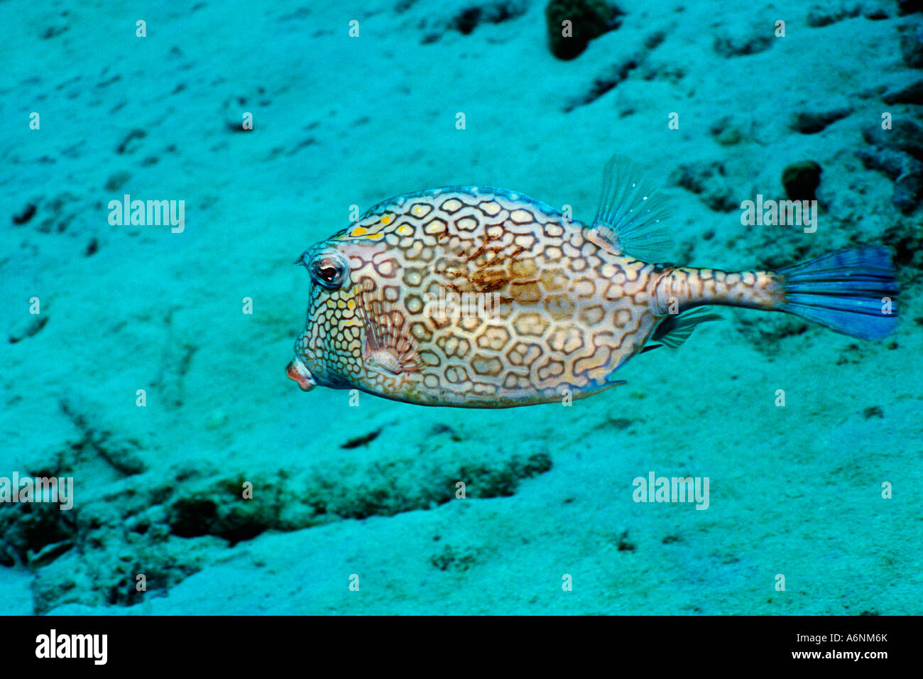Honeycomb trunkfish hi-res stock photography and images - Alamy