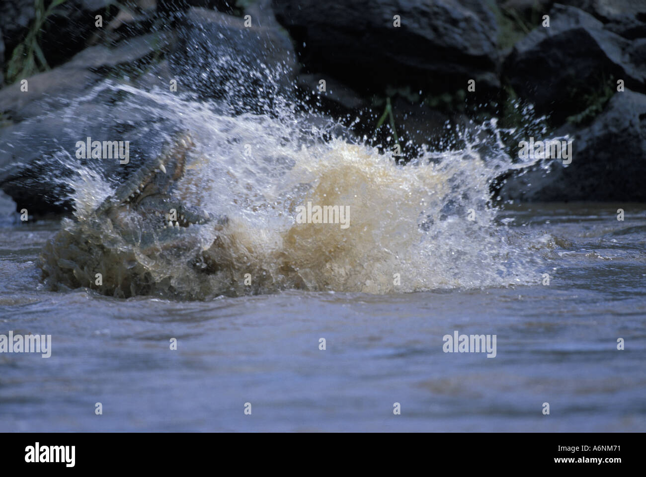 Africa Kenya Masai Mara Game Reserve Nile Crocodile Crocodylus ...