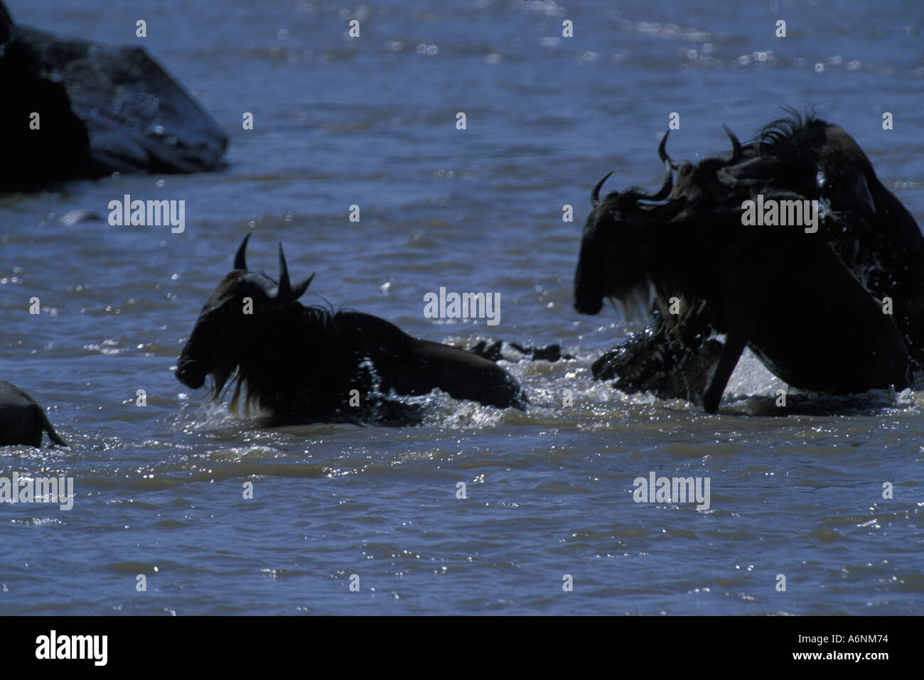 Africa Kenya Masai Mara Game Reserve Nile Crocodile Crocodylus ...