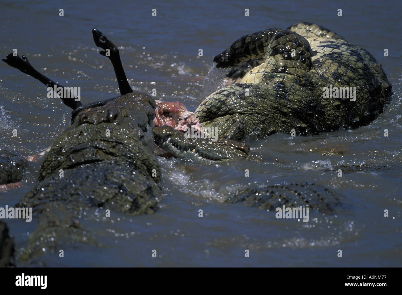 Africa Kenya Masai Mara Game Reserve Nile Crocodiles Crocodylus ...