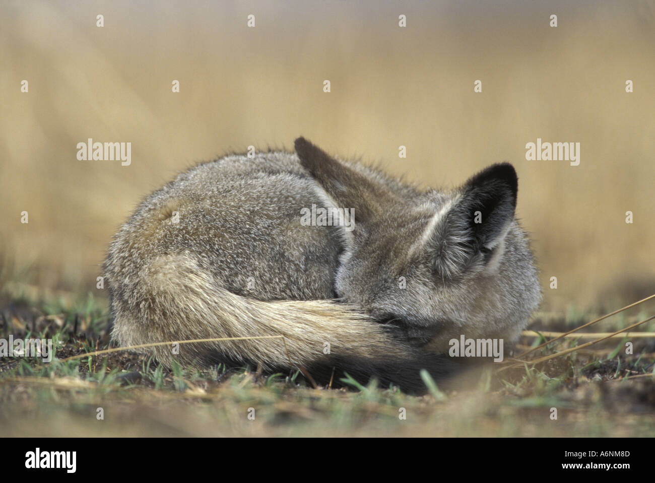 African fox wildlife reserve hi-res stock photography and images - Alamy