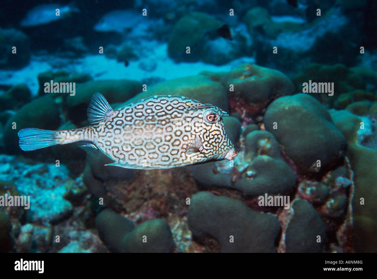 Honeycomb trunkfish hi-res stock photography and images - Alamy